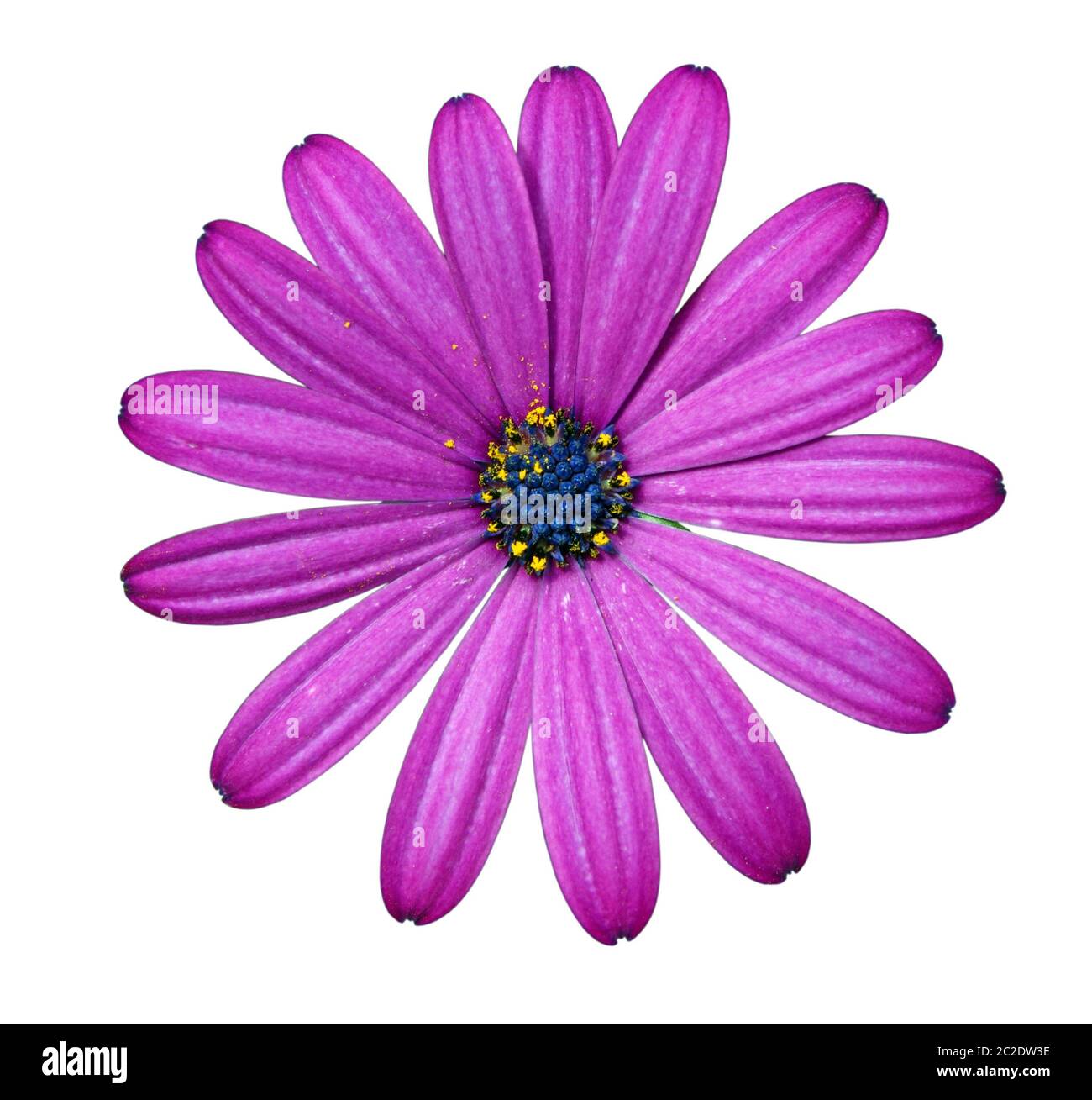 Flower of African daisy isolated on white background, closeup Stock ...
