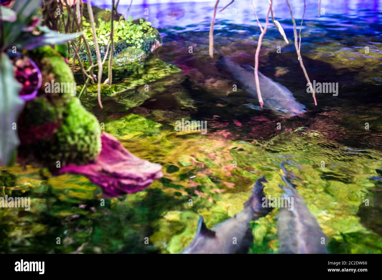 Open aquarium hi-res stock photography and images - Alamy