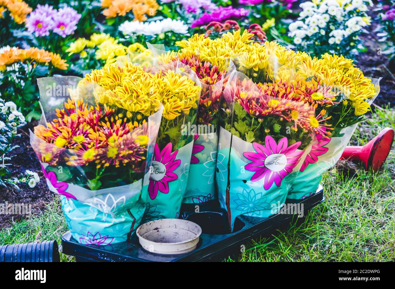 Chrysanthemum flowers in pots near garden ready to be planted in ground ...