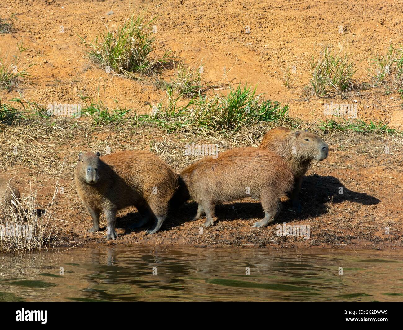 Capybara on wild on water border beach river dam Stock Photo - Alamy
