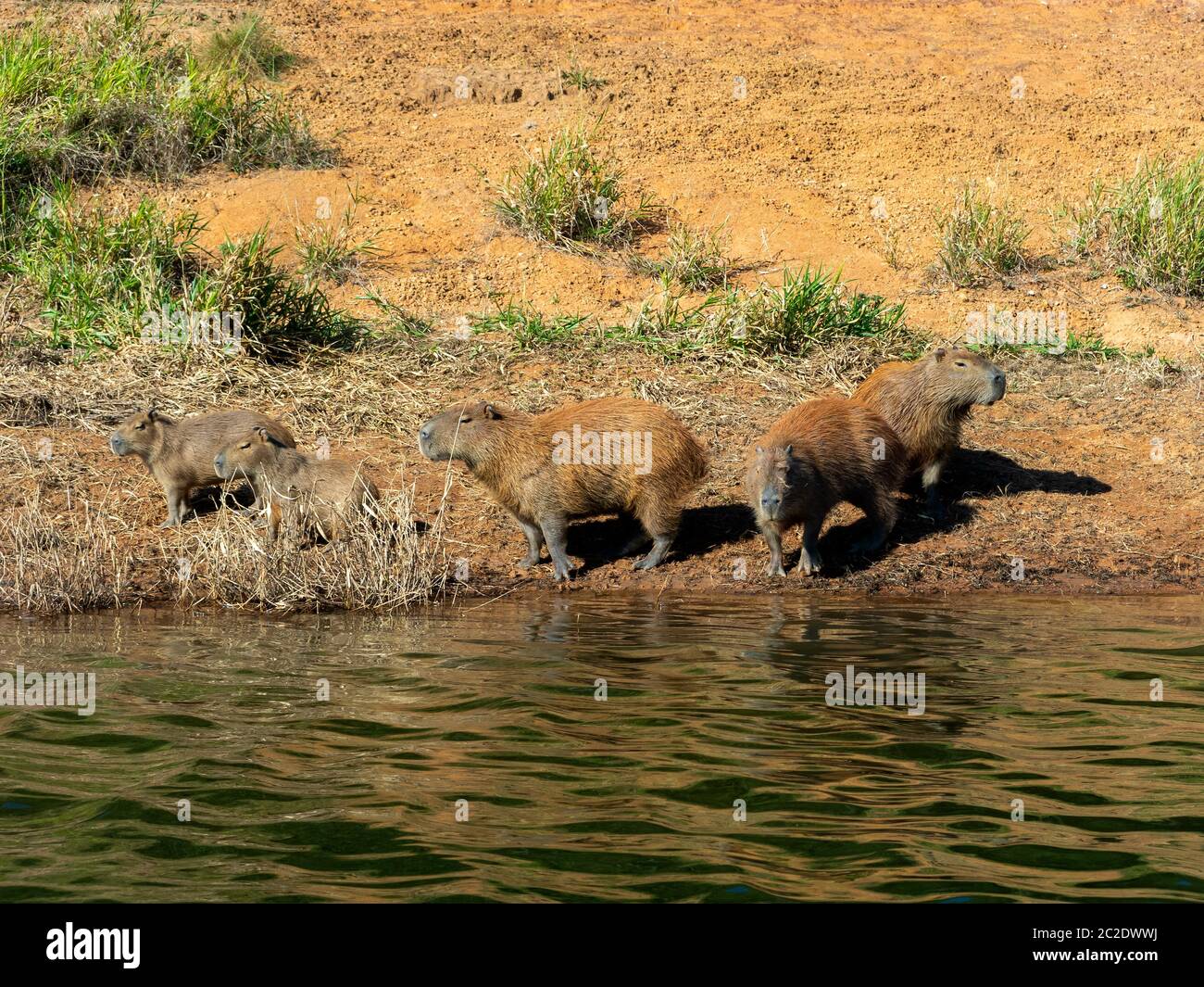 Capybara on wild on water border beach river dam Stock Photo - Alamy