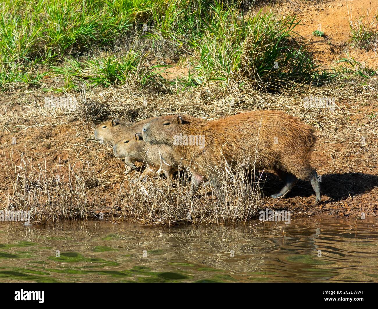 Capybara on wild on water border beach river dam Stock Photo - Alamy