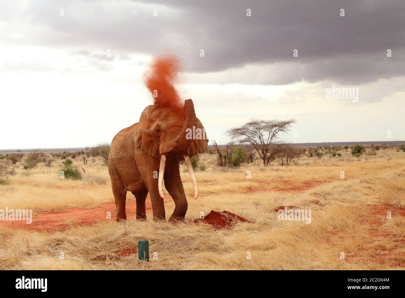 The mighty elephant takes a sand shower Stock Photo - Alamy