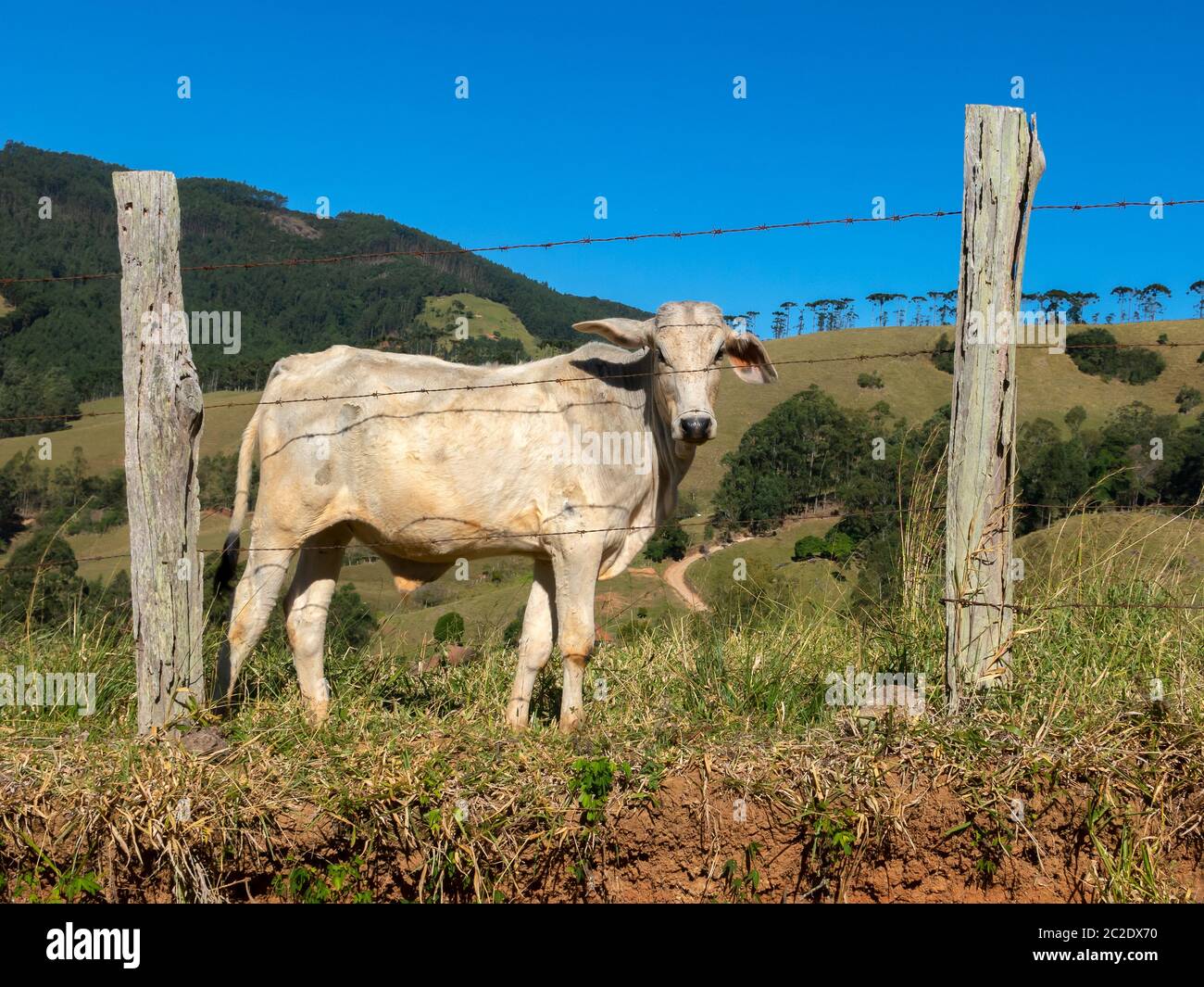 Young Oxen living free in the filed - livestock cattle Stock Photo - Alamy