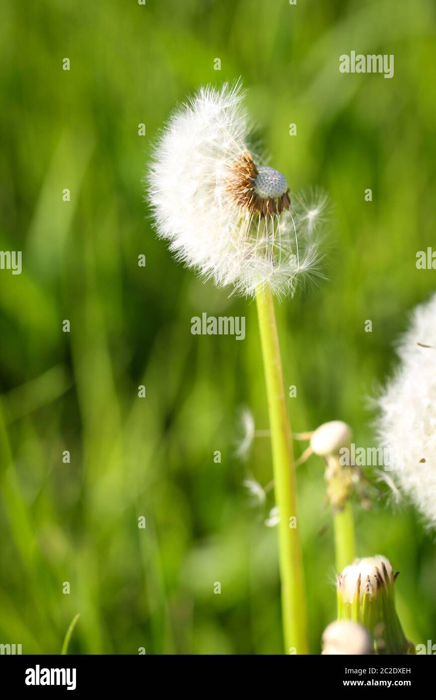 Bloomed dandelion in nature grows from green grass Stock Photo - Alamy