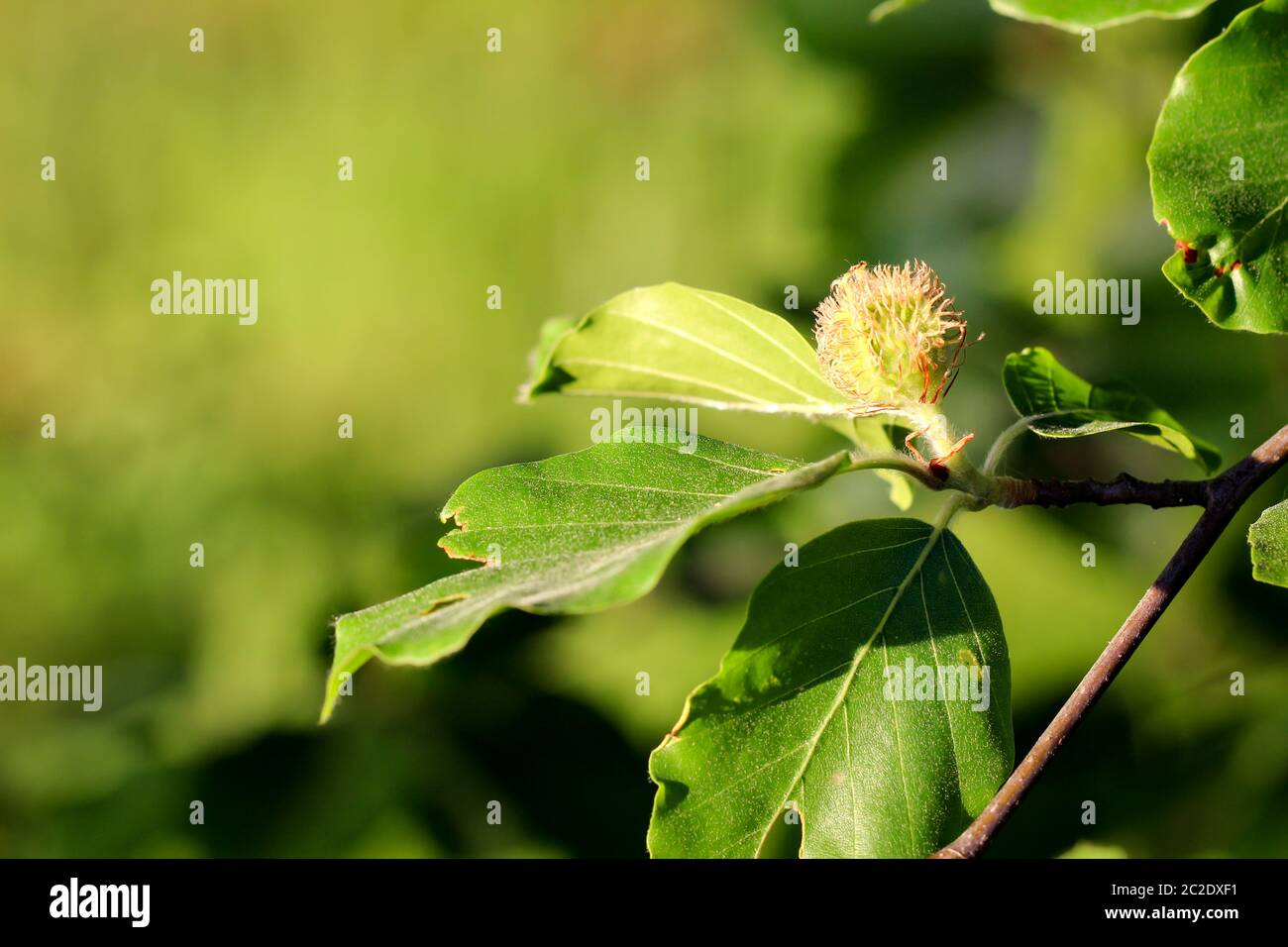 Copper beech fruit hi-res stock photography and images - Alamy