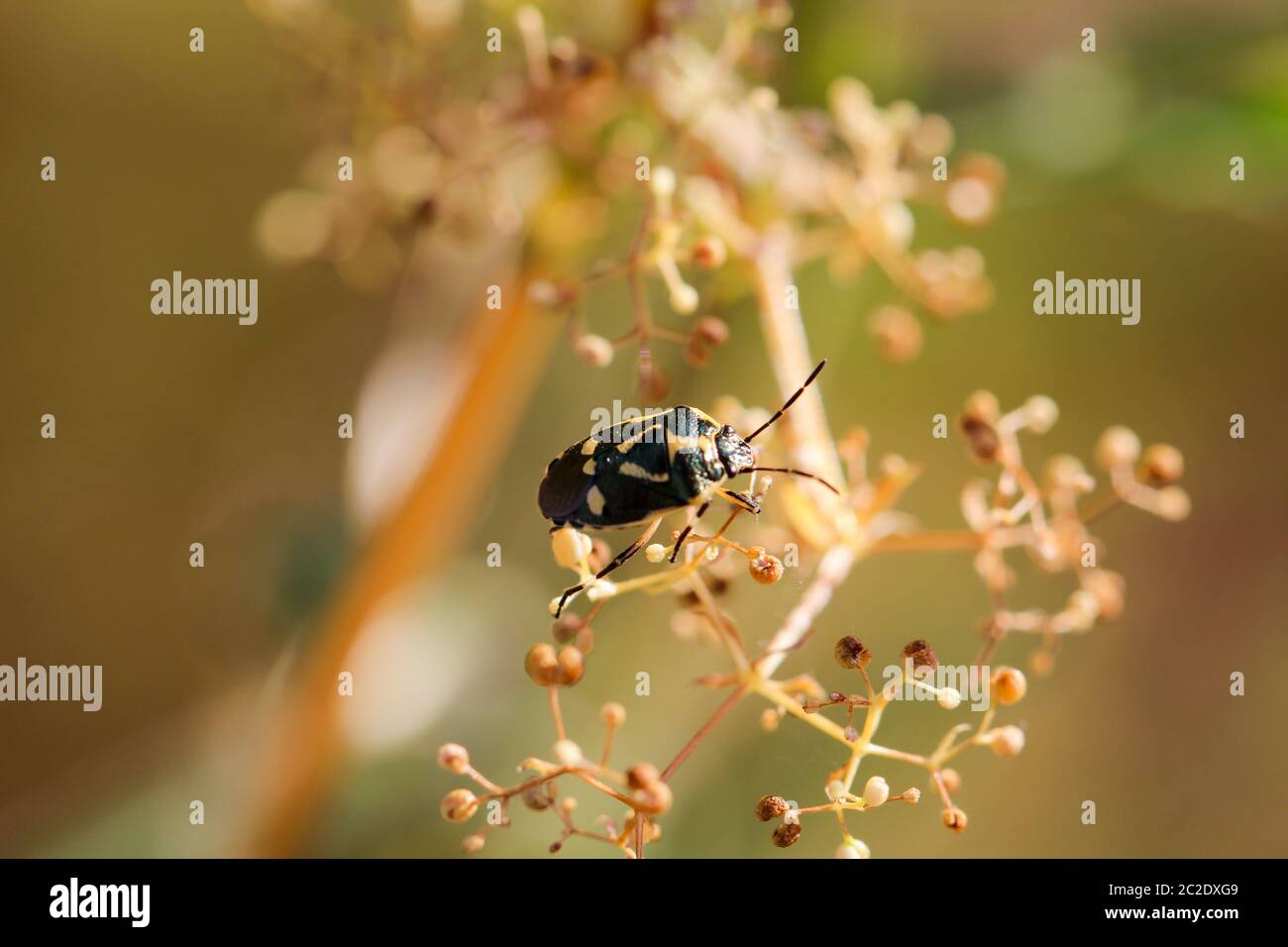Thistle shield beetle hi-res stock photography and images - Alamy