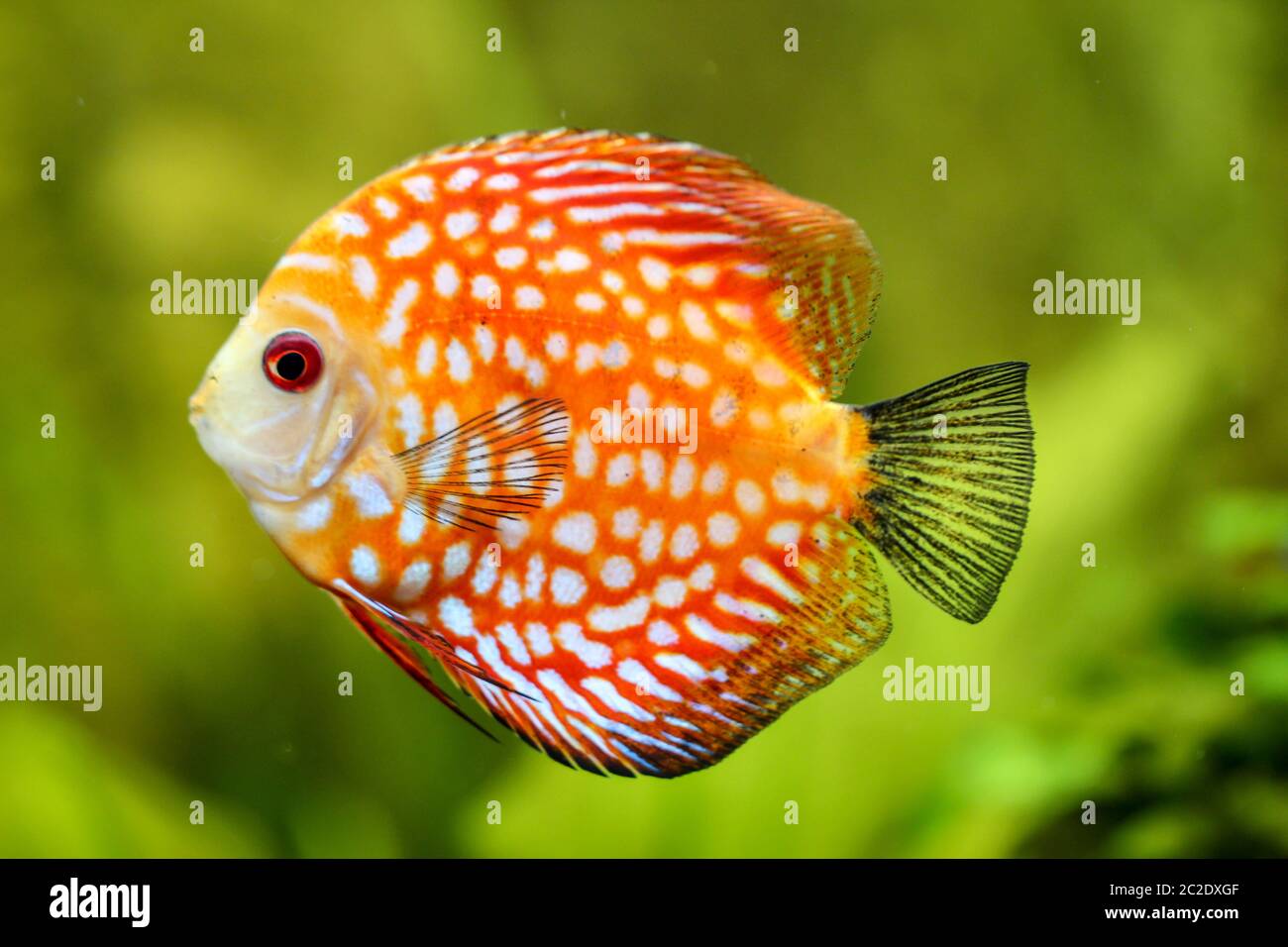 Discus fish in the aquarium. Discus are fish from the genus Symphysodon ...