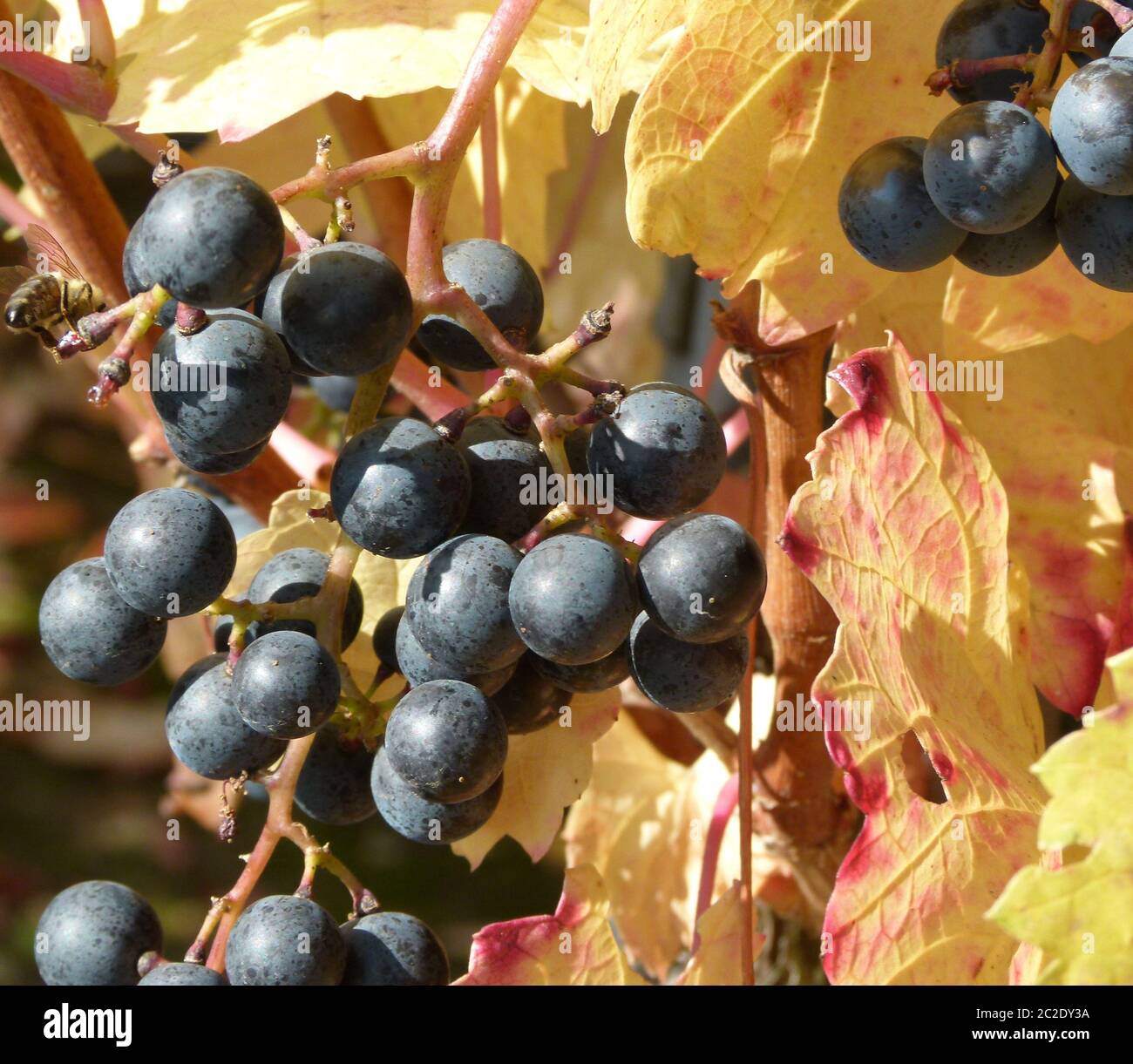 Ripegrapes hi-res stock photography and images - Alamy