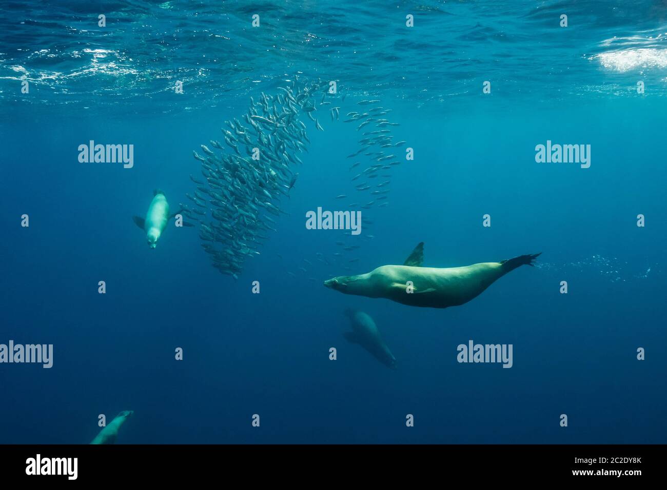 Seal hunting fish hi-res stock photography and images - Alamy