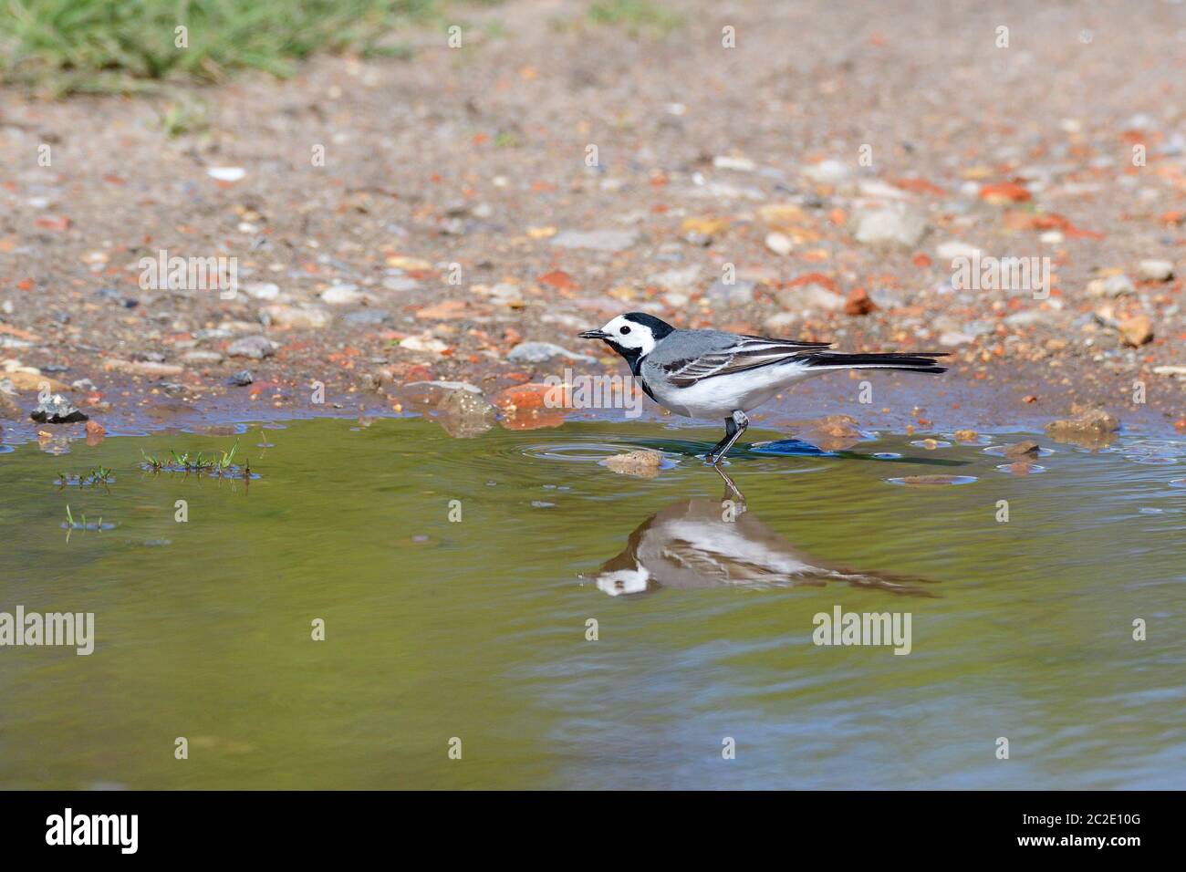 White wagtail looking for food in a puddle Stock Photo - Alamy