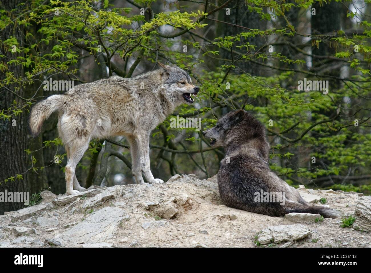 Timberwolf timber wolf hi-res stock photography and images - Alamy