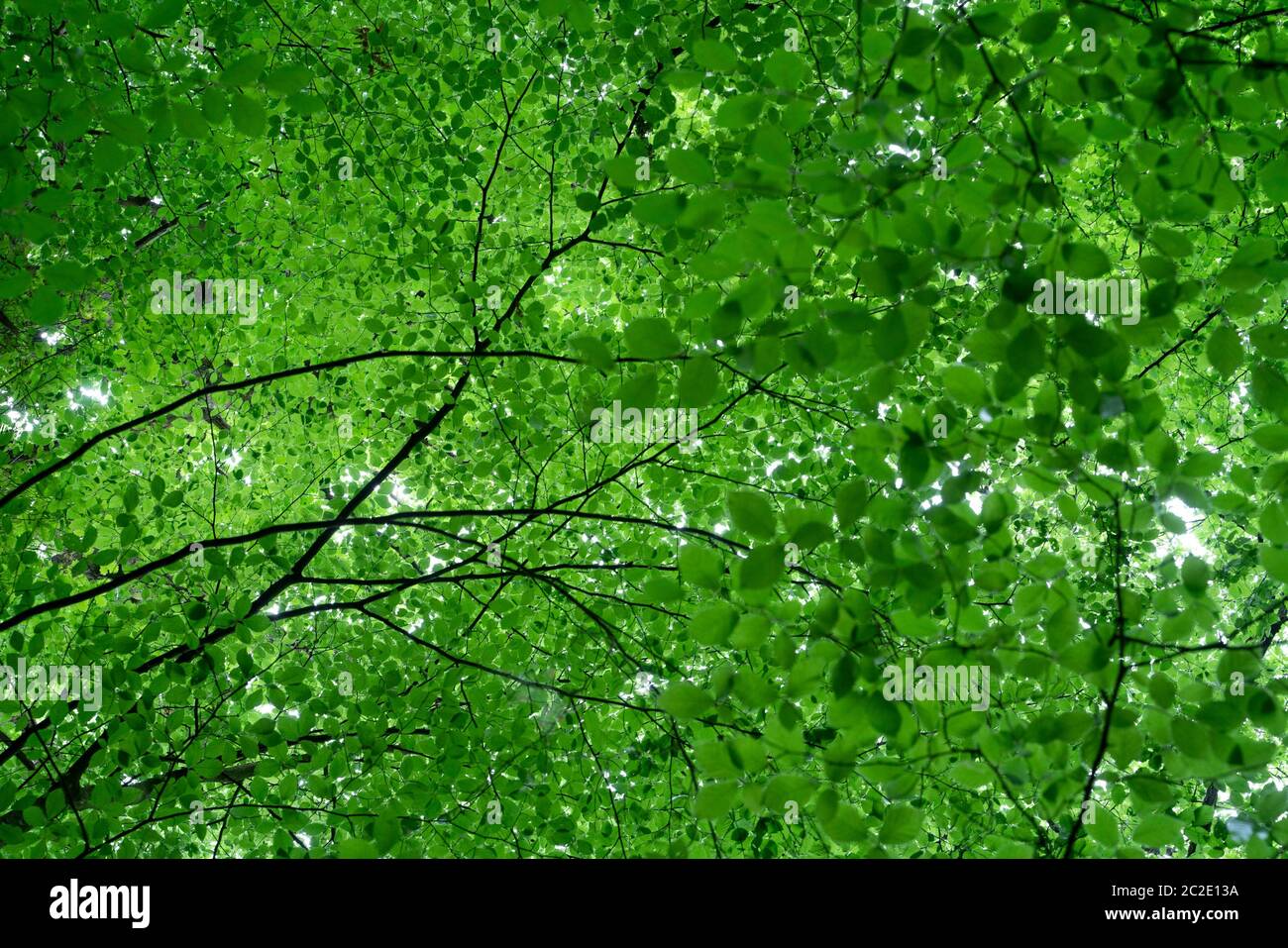 Forest greenery hi-res stock photography and images - Alamy