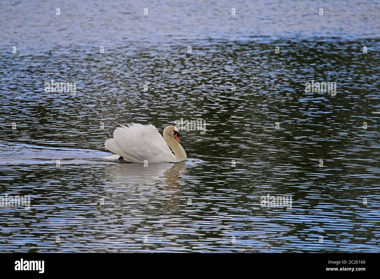 Cog posture hi-res stock photography and images - Alamy
