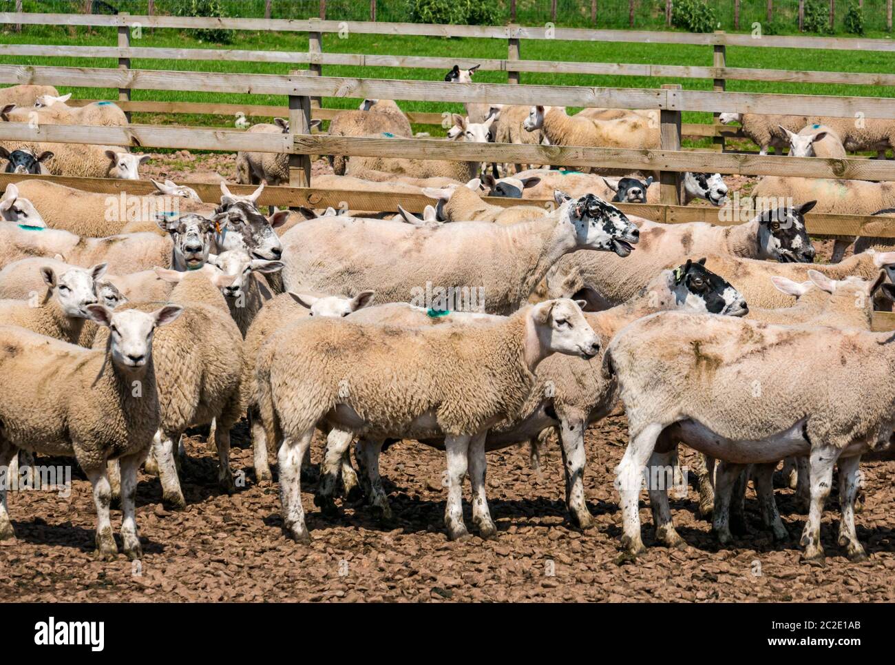 Sheep pens hi-res stock photography and images - Alamy