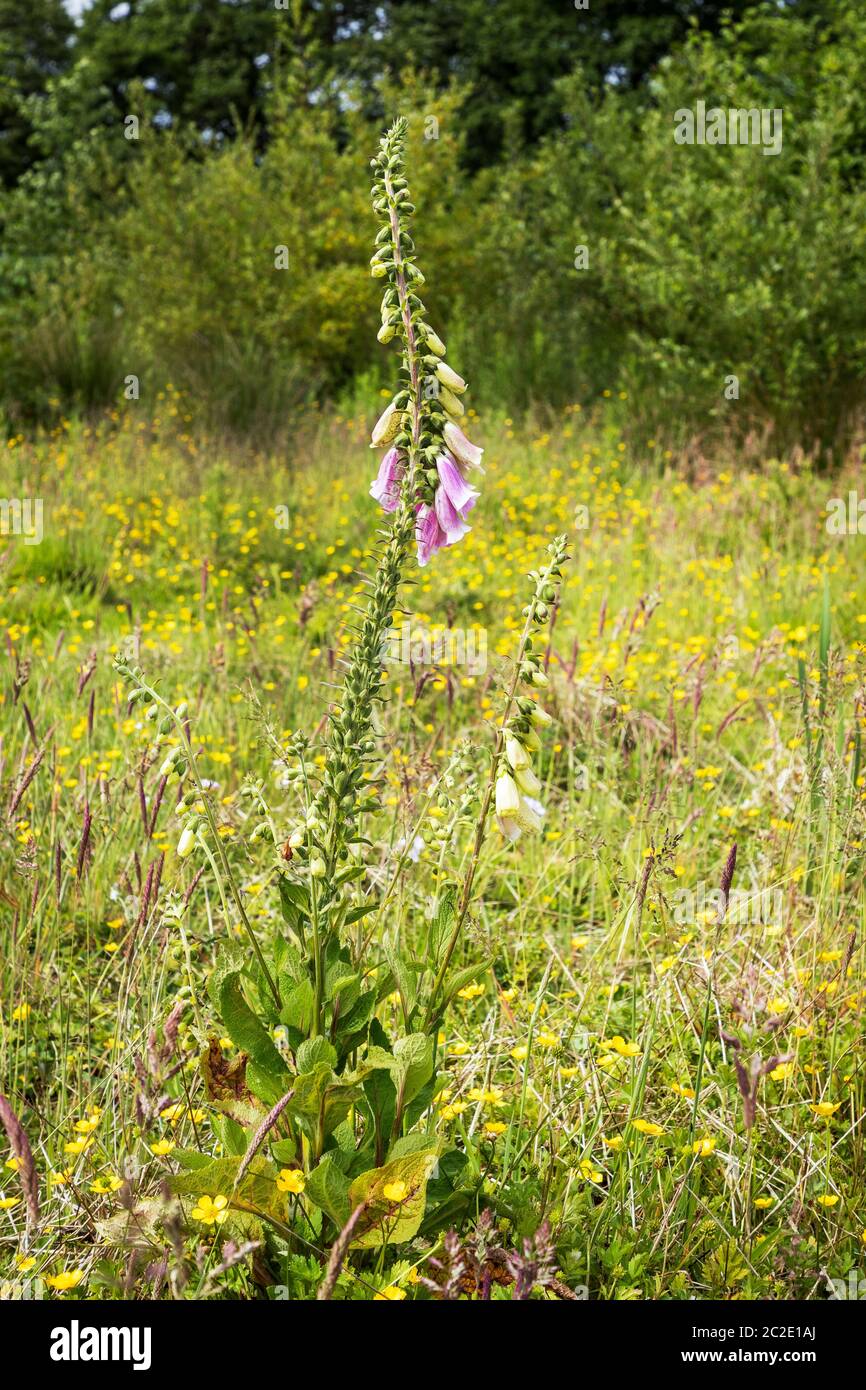 Foxglove uk meadow hi-res stock photography and images - Alamy