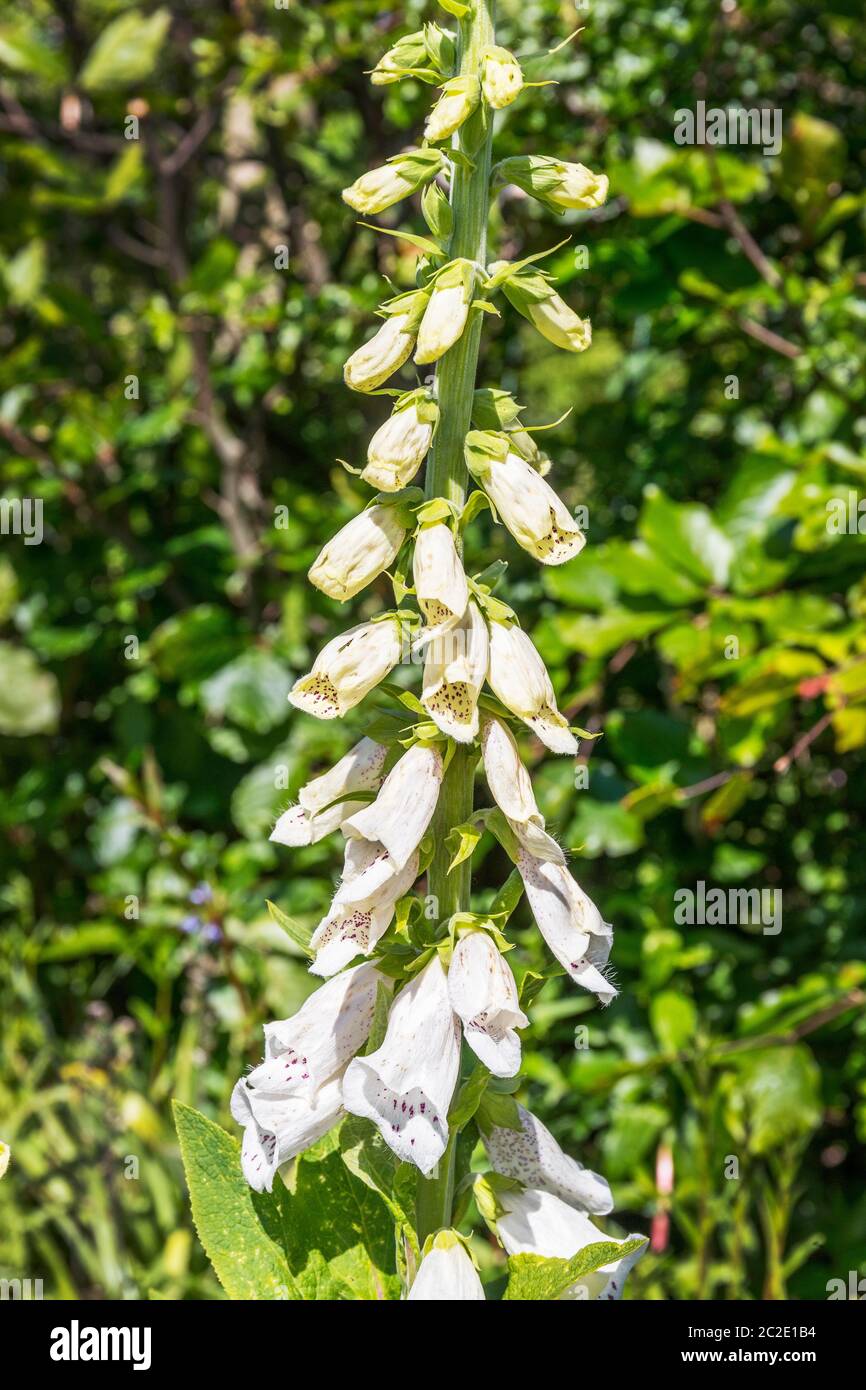 Digitalis Leaf High Resolution Stock Photography and Images - Alamy