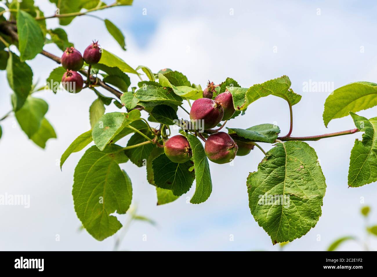 Young apples growing on an apple tree in spring, Ayrshire, Scotland, UK ...