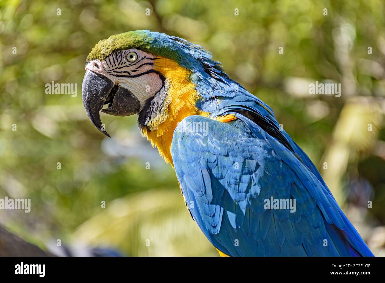 Macaw in the vegetation of the rainforest Stock Photo - Alamy