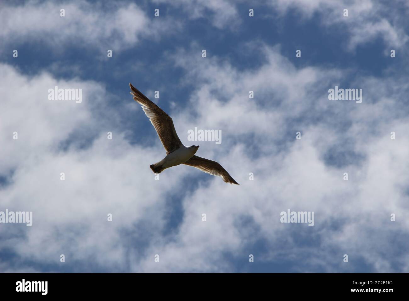 Lone seagull with wings outstretched gliding against blue sly with ...