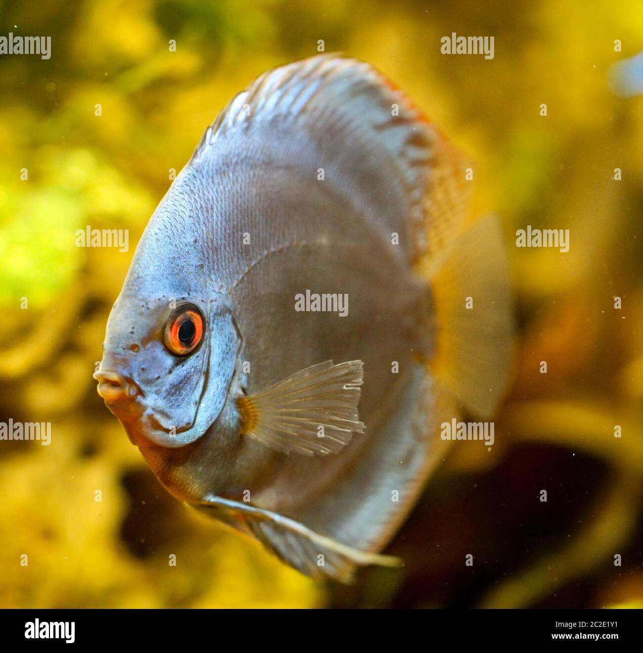 Discus fish in the aquarium. Discus are fish from the genus Symphysodon ...