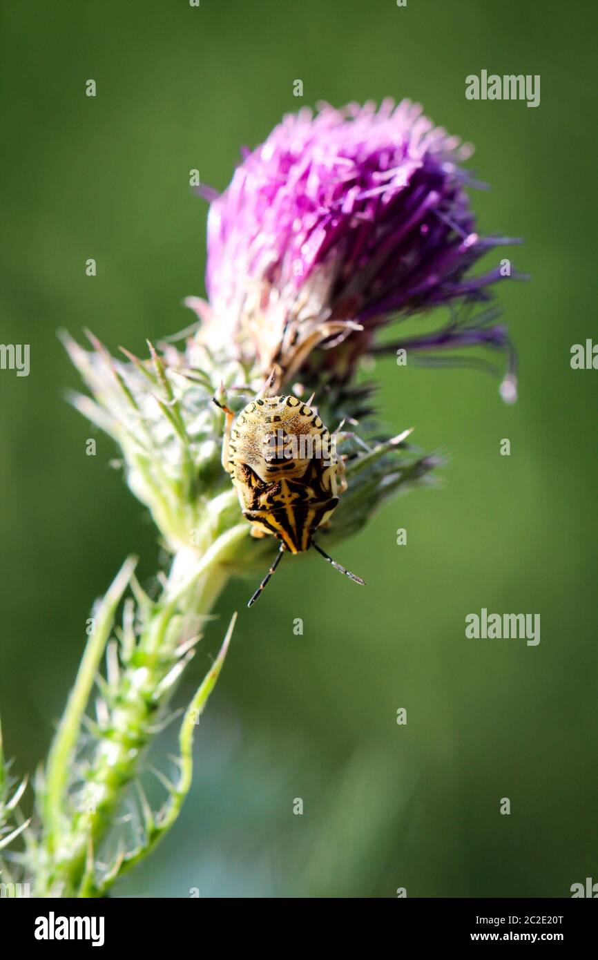 Beetles in a variety of colors and shapes are insects that enrich our ...