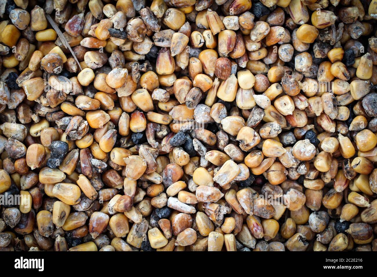 Boiled white corn kernels hi-res stock photography and images - Alamy