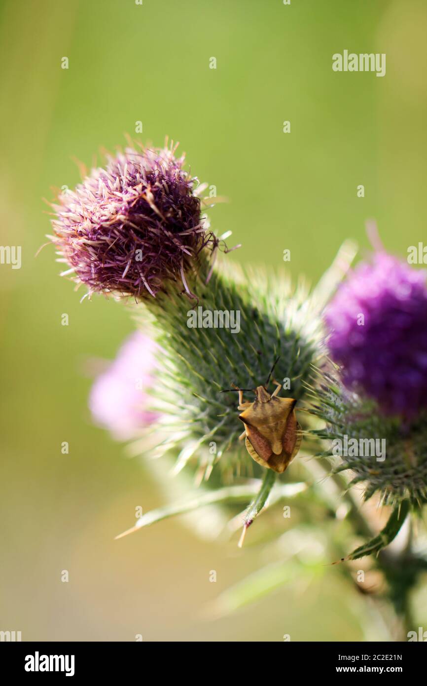 Beetles in a variety of colors and shapes are insects that enrich our ...