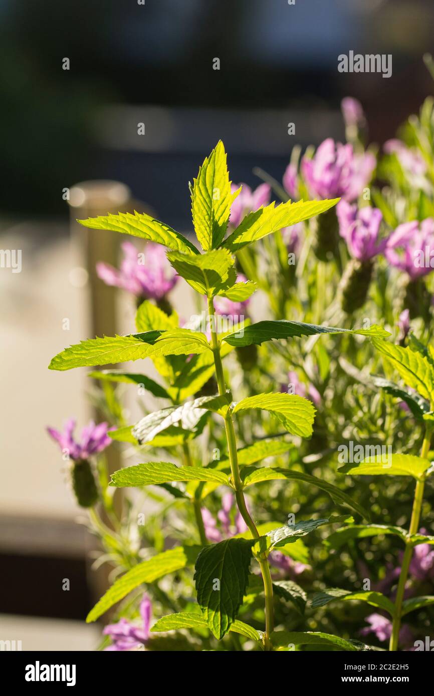 peppermint in garden Stock Photo - Alamy