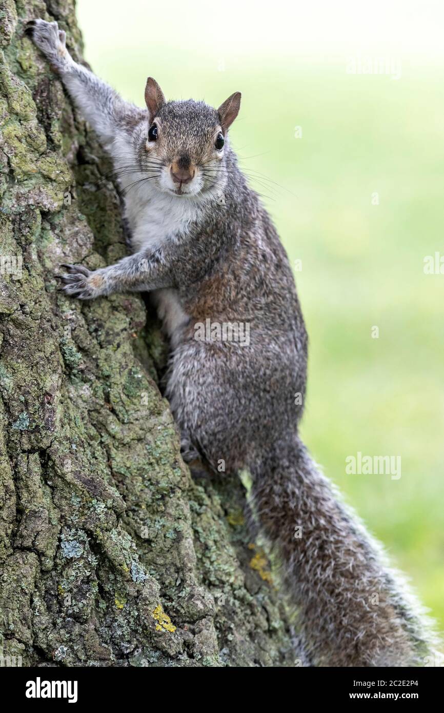 Agile creature hi-res stock photography and images - Alamy