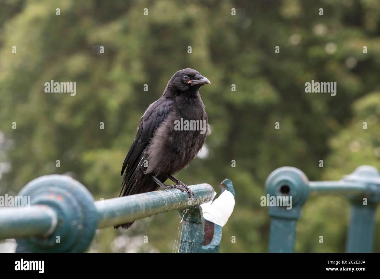 Young Carrion Crow. Carvus corone (Corvidae) in Abington Park ...