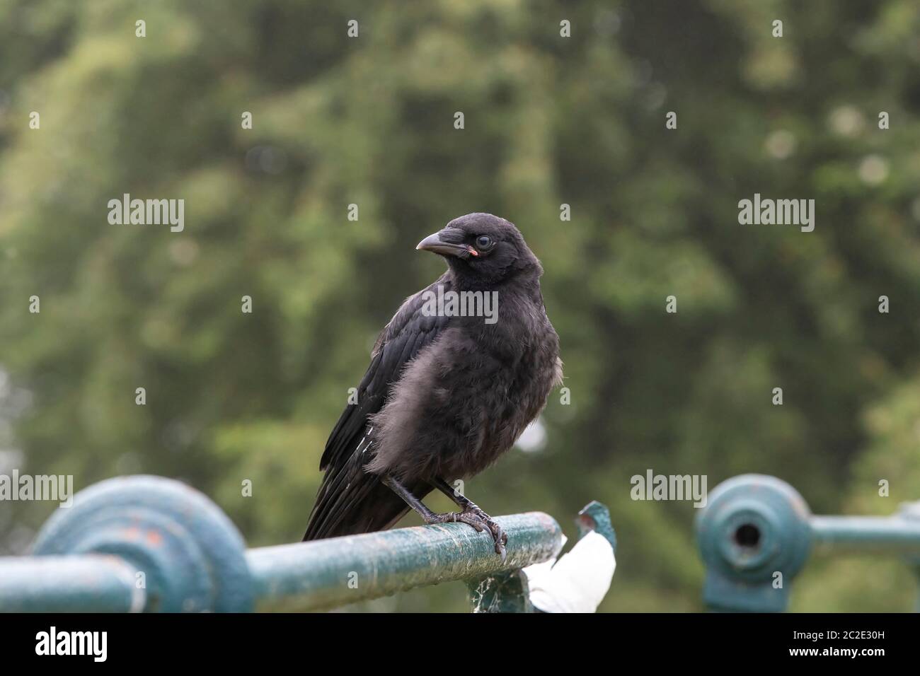 Young Carrion Crow. Carvus corone (Corvidae) in Abington Park ...