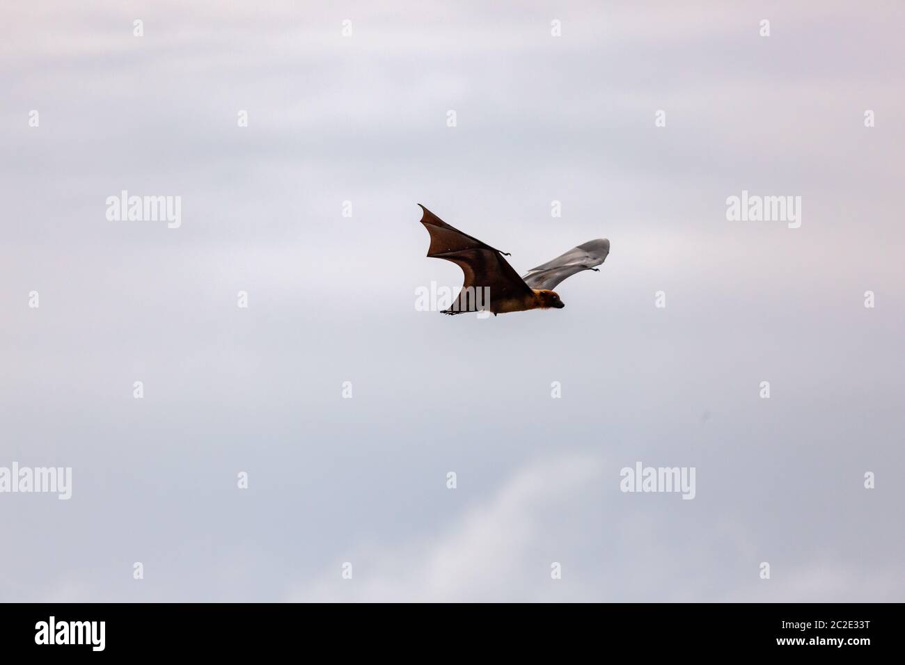 Flying fox in flight over the Bentota river Stock Photo - Alamy