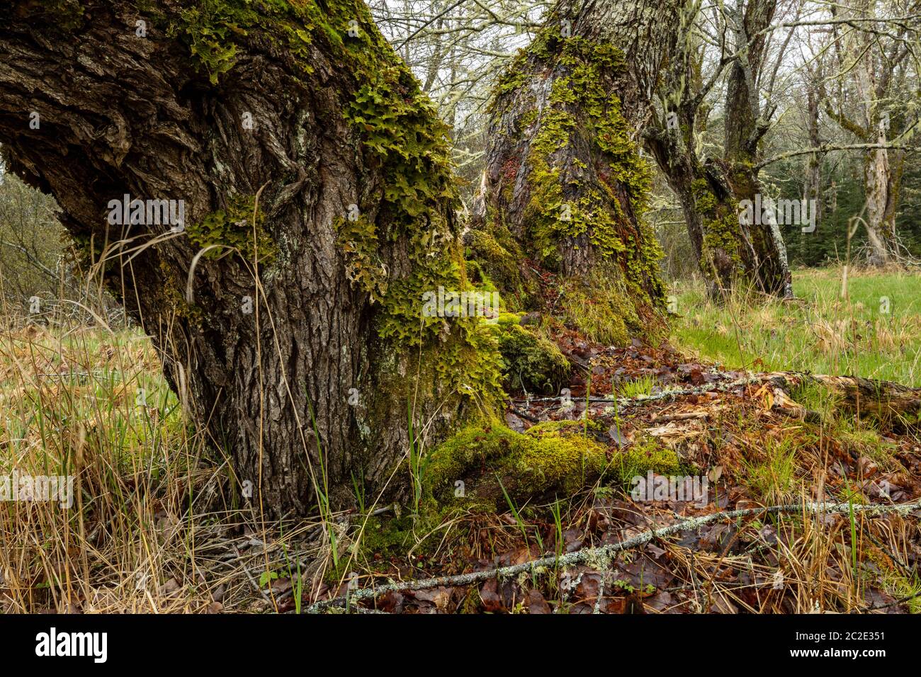Forest and Trees of Kejimkujik in Nova Scotia Canada Stock Photo - Alamy