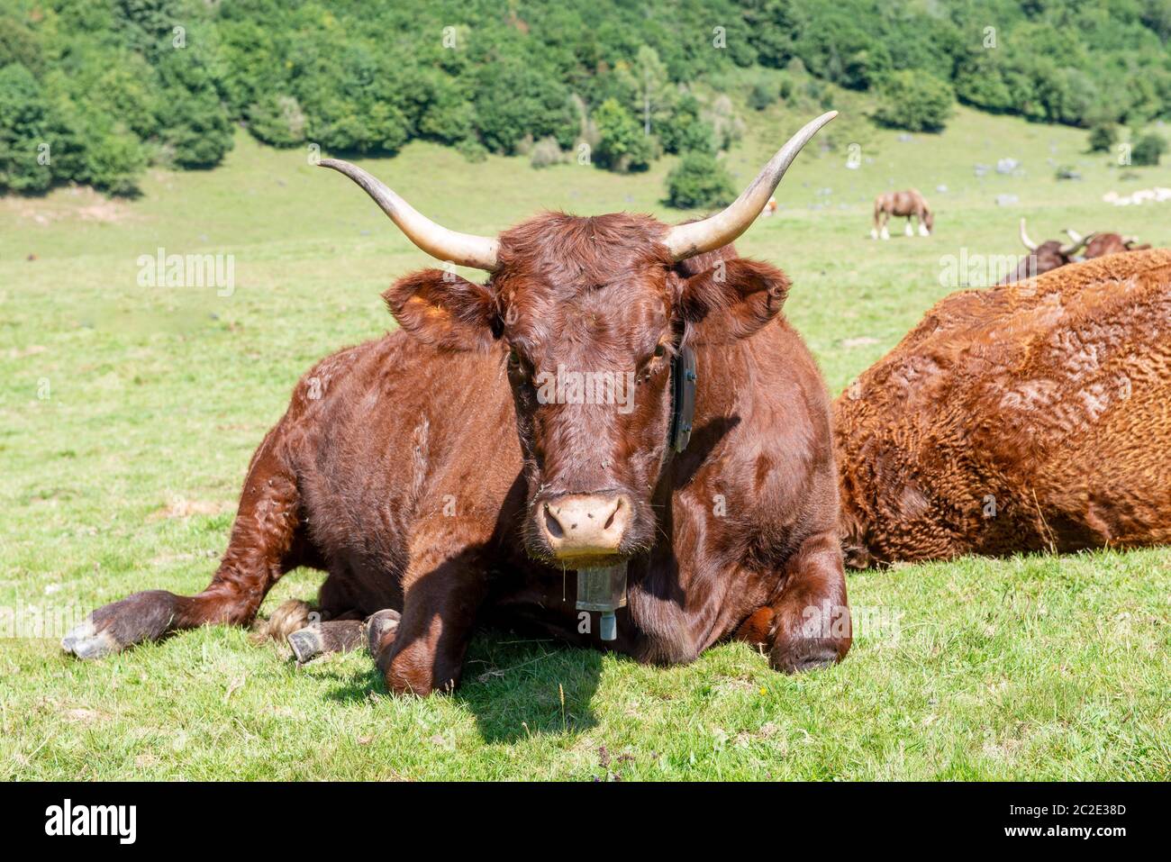 Cow In the mountain meadow, the French Pyrenees, Bearn Stock Photo - Alamy