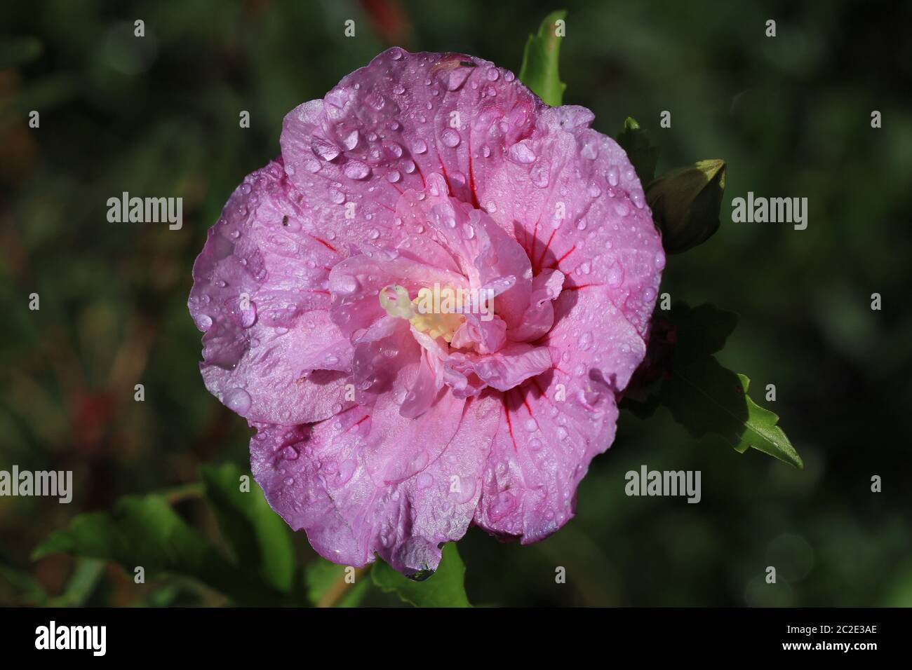Swamp mallow hi-res stock photography and images - Alamy