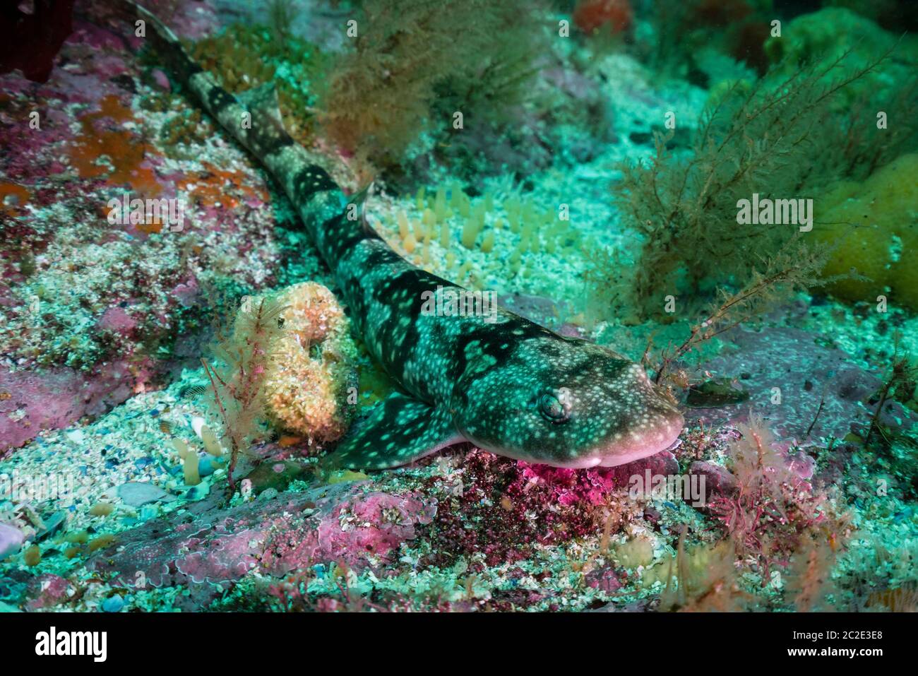 Puffadder shyshark hi-res stock photography and images - Alamy
