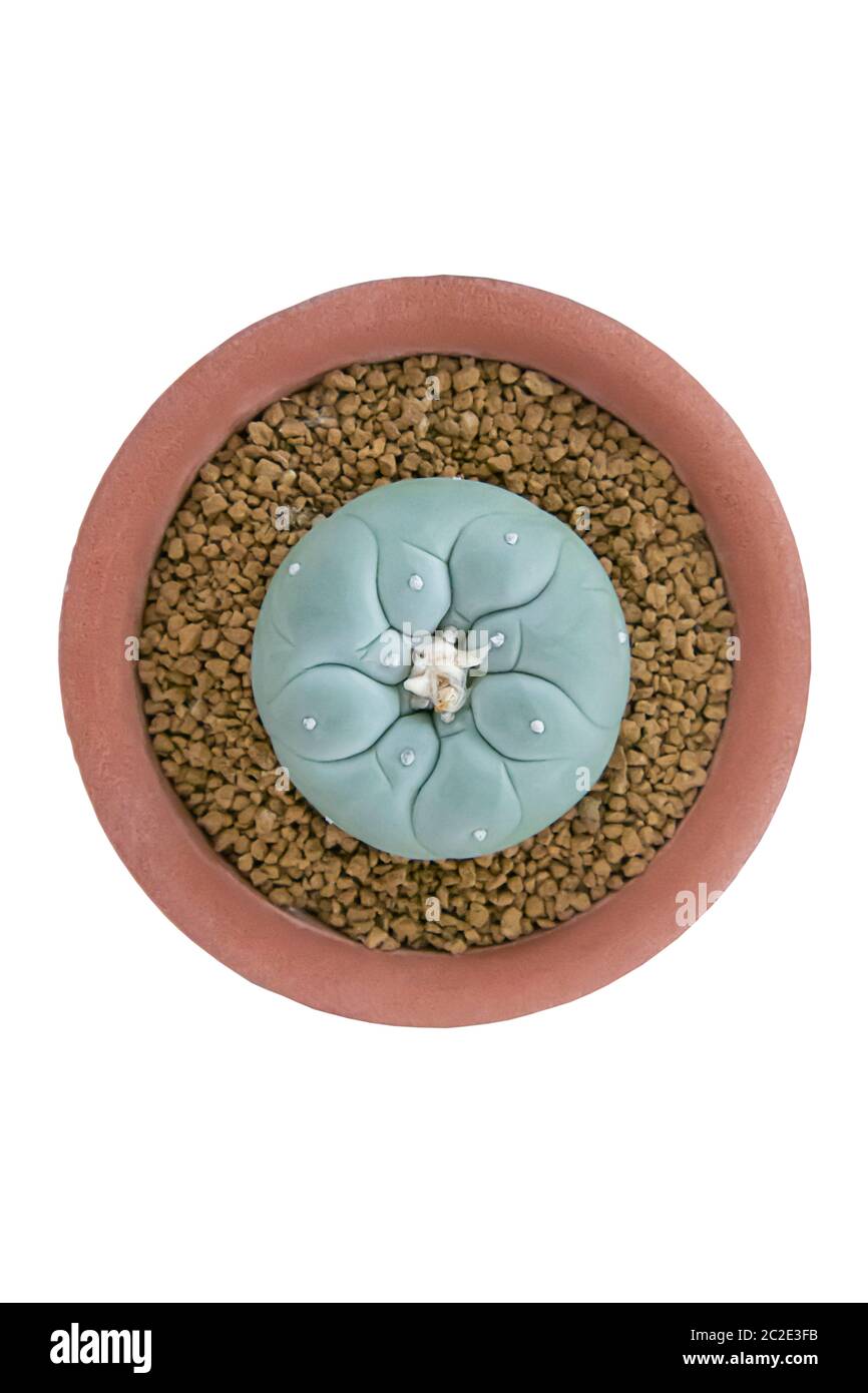 Isolated Top view image Green castas in pots on a white background with ...