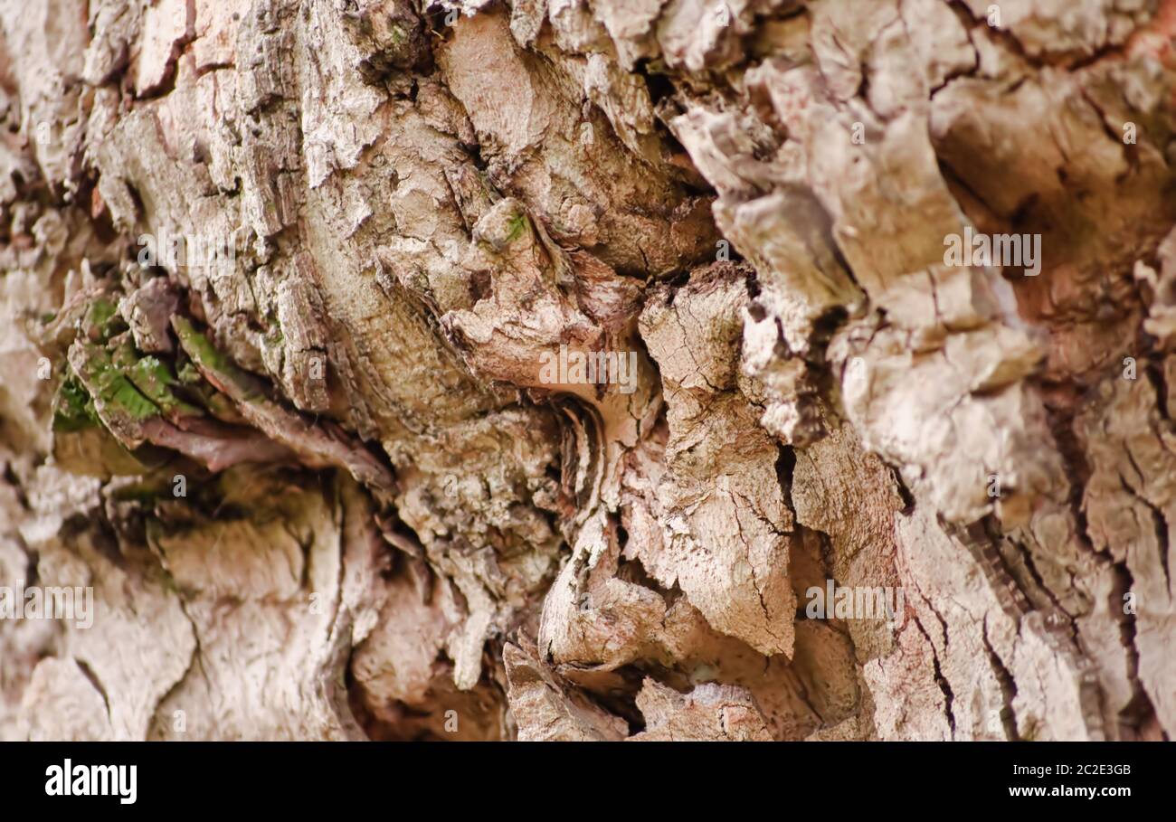 cracked tree bark of an old tree Stock Photo - Alamy