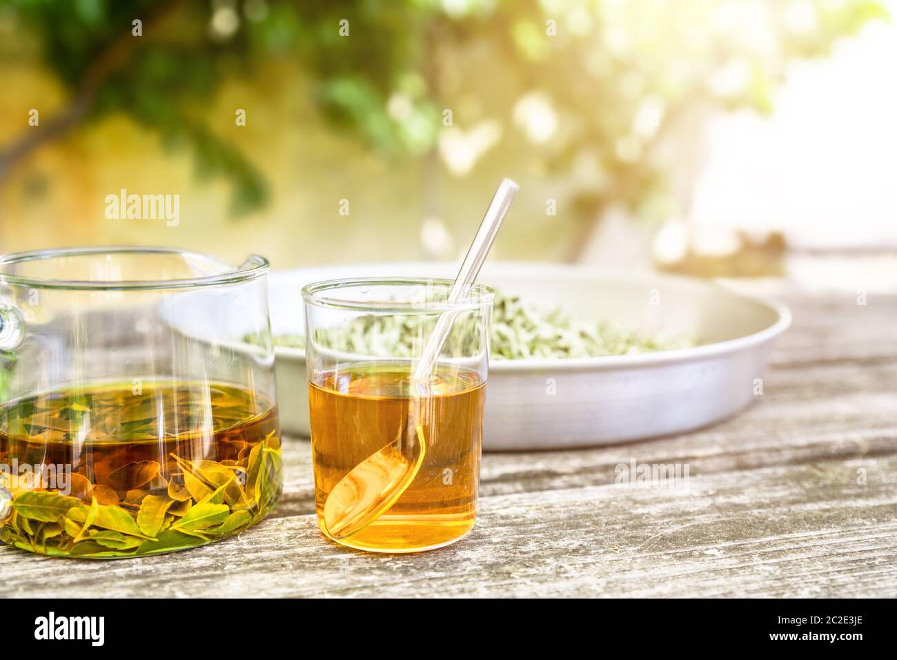 Aloysia cit hi-res stock photography and images - Alamy