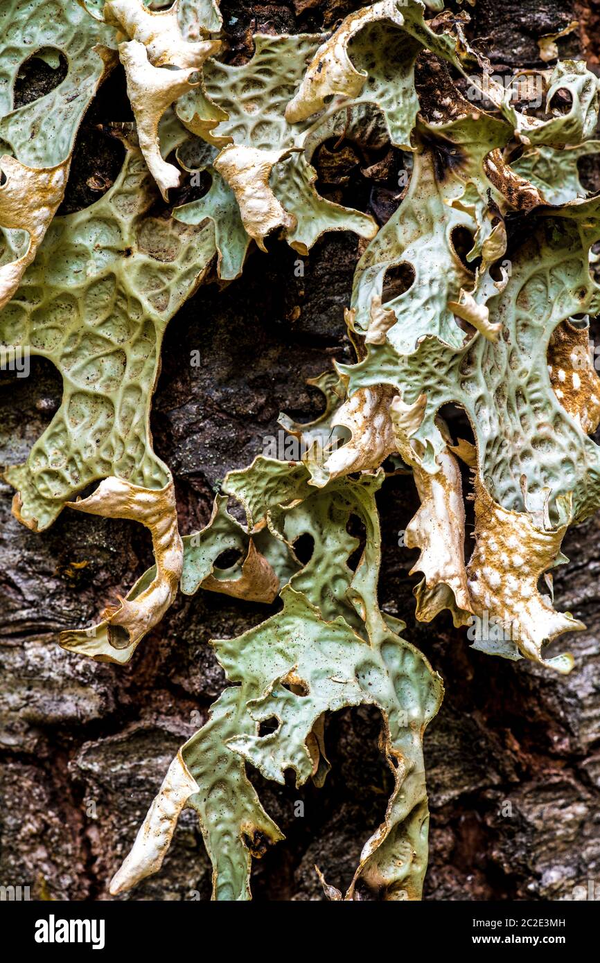 Tree Lungwort (Lobaria pulmonaria Stock Photo - Alamy