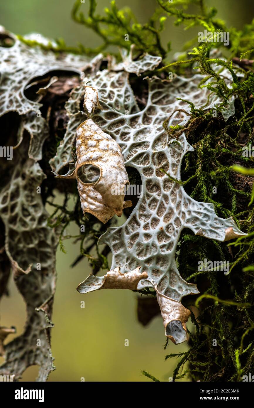 Tree Lungwort (Lobaria pulmonaria Stock Photo - Alamy