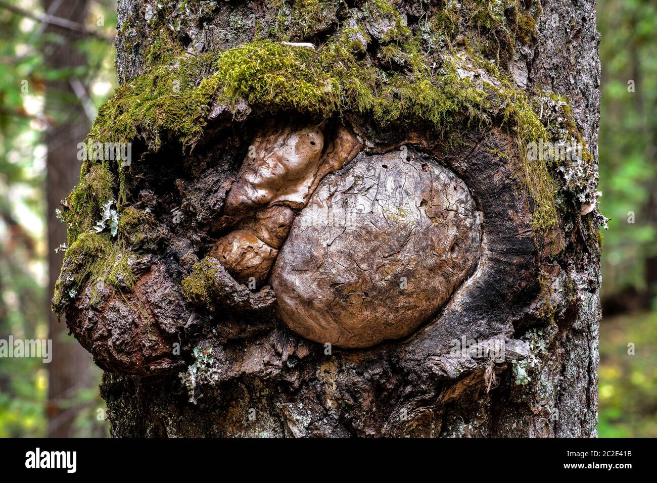 Old Injured Tree Trunk Stock Photo - Alamy