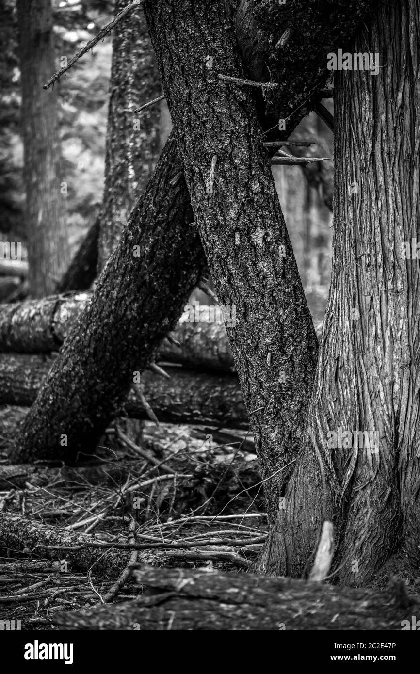 Cedar tree Black and White Stock Photos & Images - Alamy