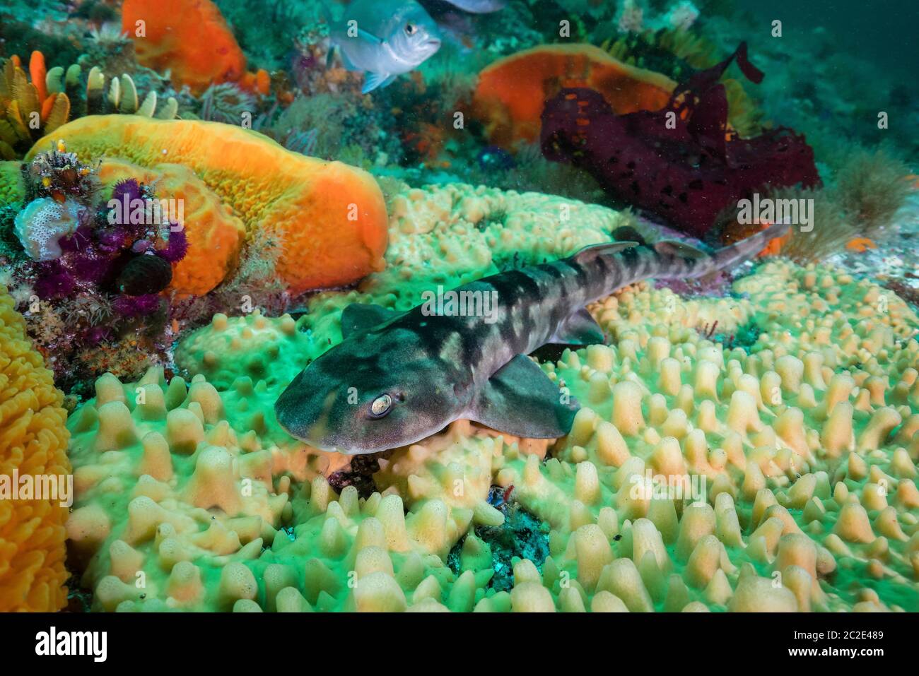 Puffadder hi-res stock photography and images - Alamy