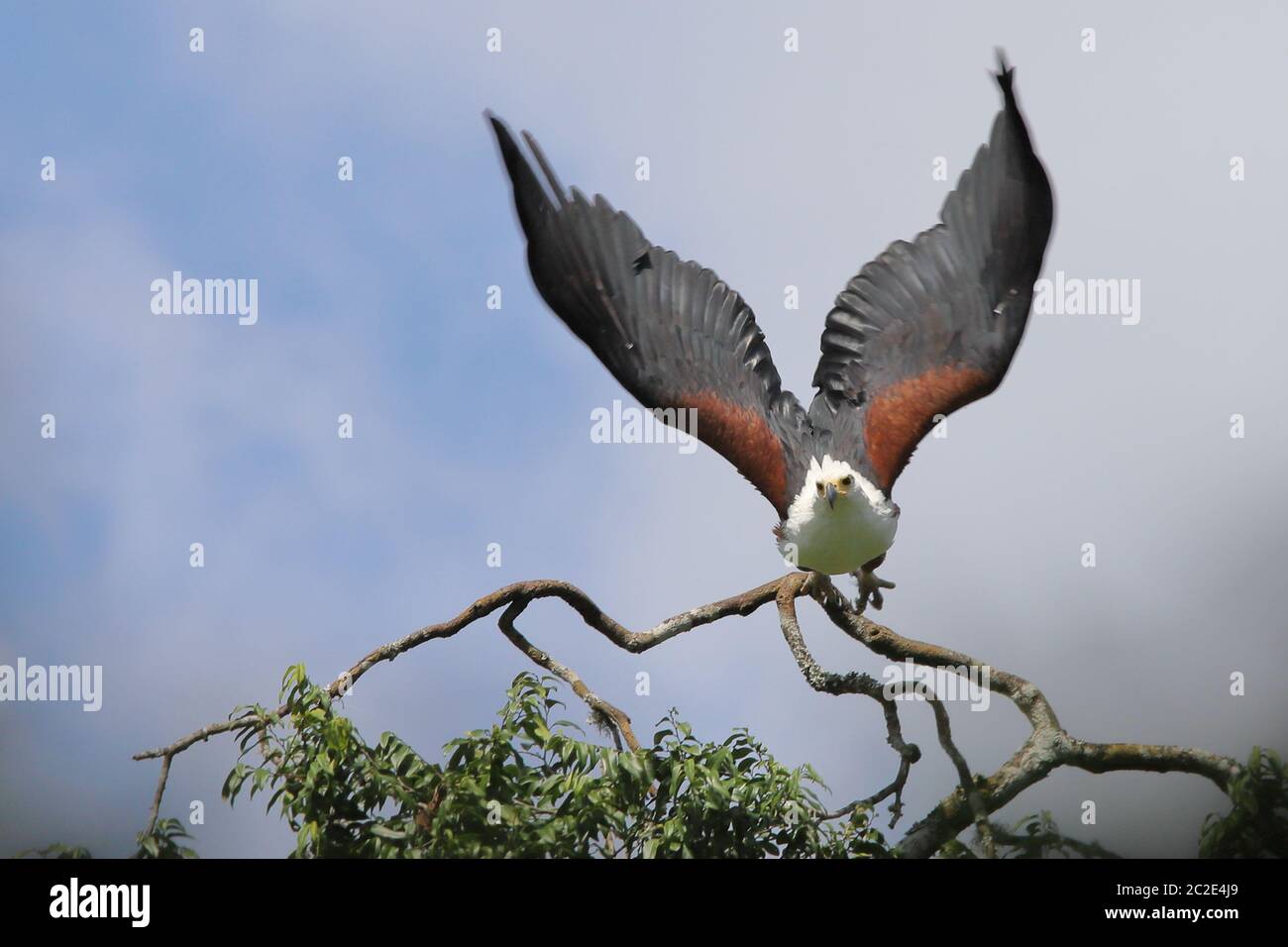 African eagle in wild hi-res stock photography and images - Alamy