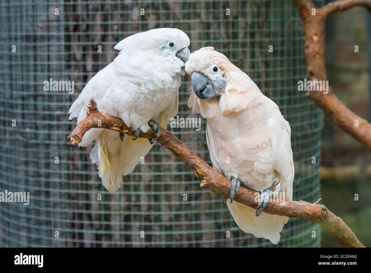 Lovely couple white cockatoos parrots on branch Stock Photo - Alamy
