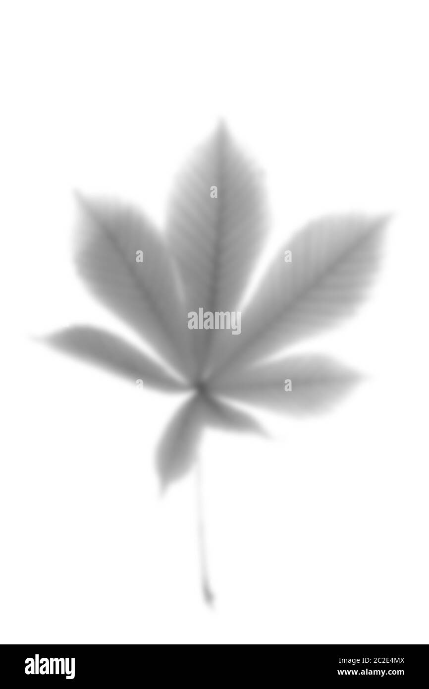 Tree shadow on grey Cut Out Stock Images & Pictures - Alamy