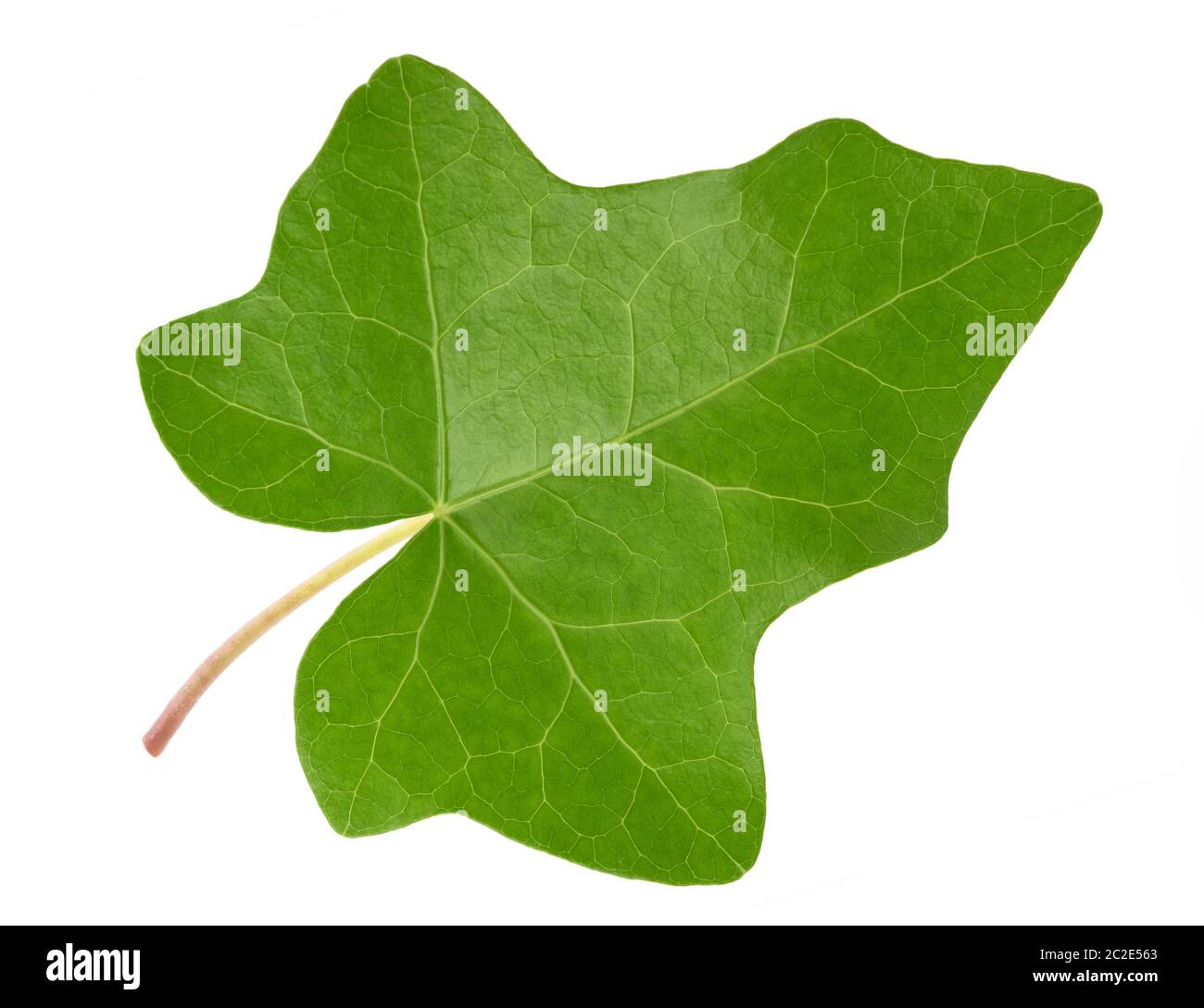 Ivy leaf isolated on white background Stock Photo - Alamy