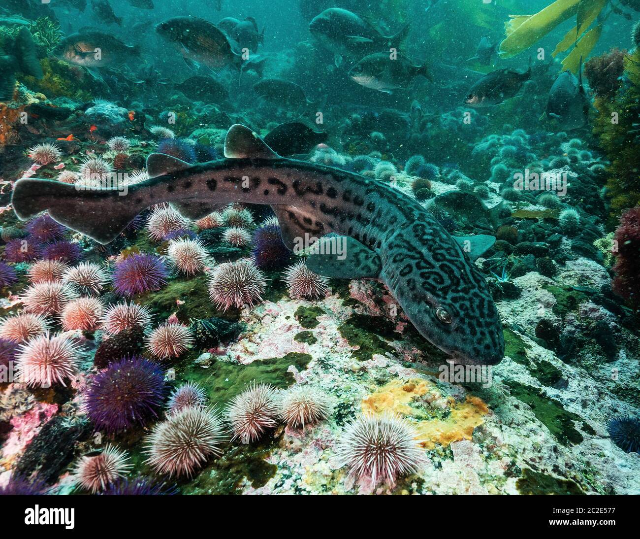 Cape catshark hi-res stock photography and images - Alamy